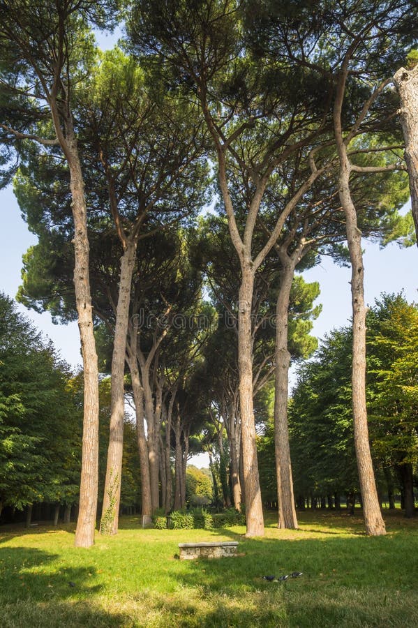 Árvore De Pinho De Pedra Italiana Foto de Stock - Imagem de turismo ...