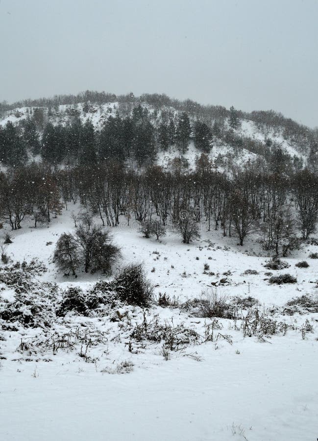 Floresta nevando imagem de stock. Imagem de inverno, fresco - 63111519