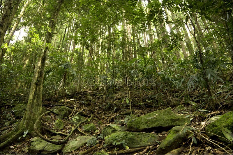 Floresta tropical foto de stock. Imagem de musgo, floresta - 16744688