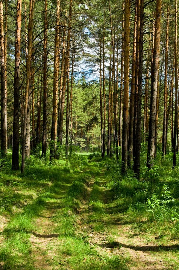 Floresta verde imagem de stock. Imagem de paisagem, plantas - 3274241