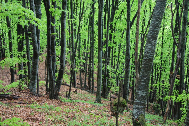 Floresta verde foto de stock. Imagem de alegria, espiritual - 11894598