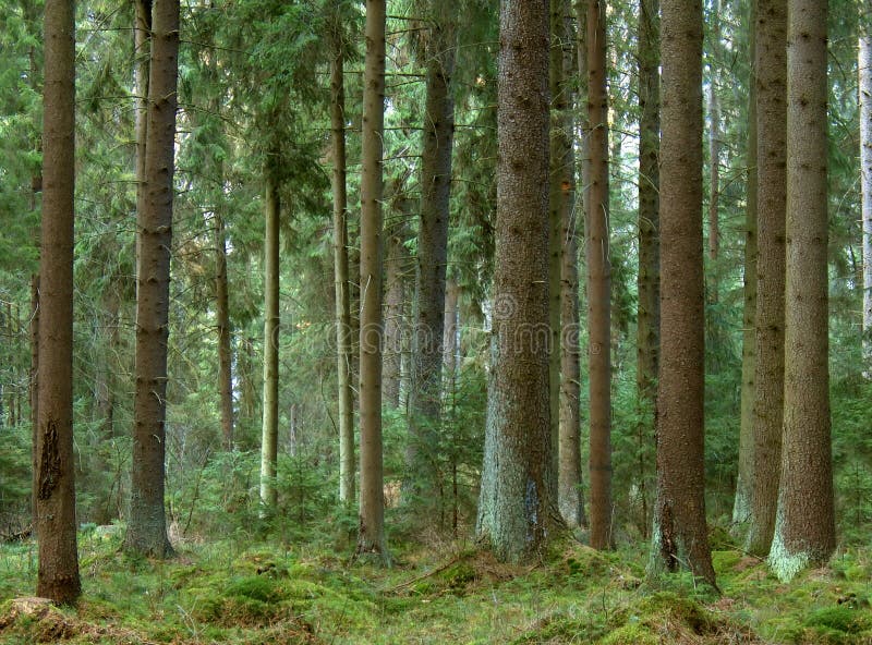 Floresta verde foto de stock. Imagem de verde, nave, caduco - 1582206
