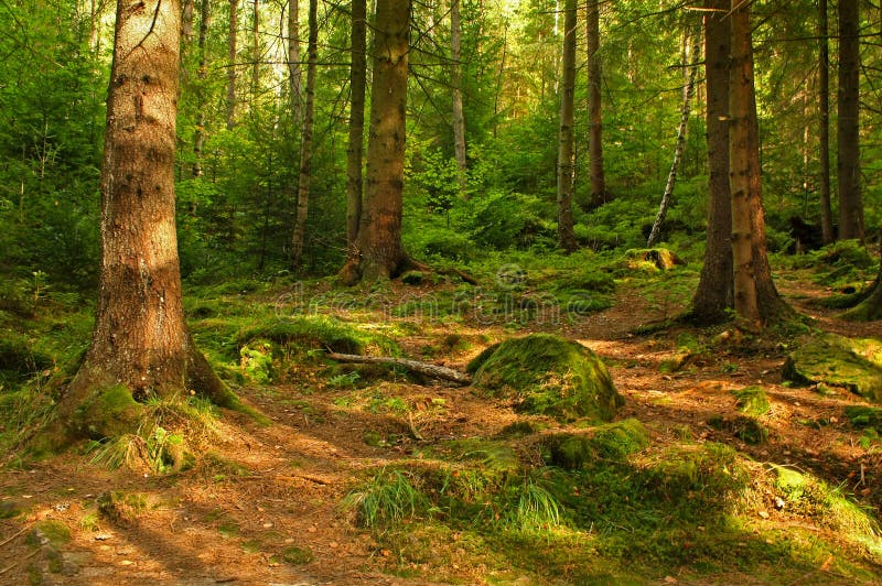 Floresta verde imagem de stock. Imagem de através, global - 16959391