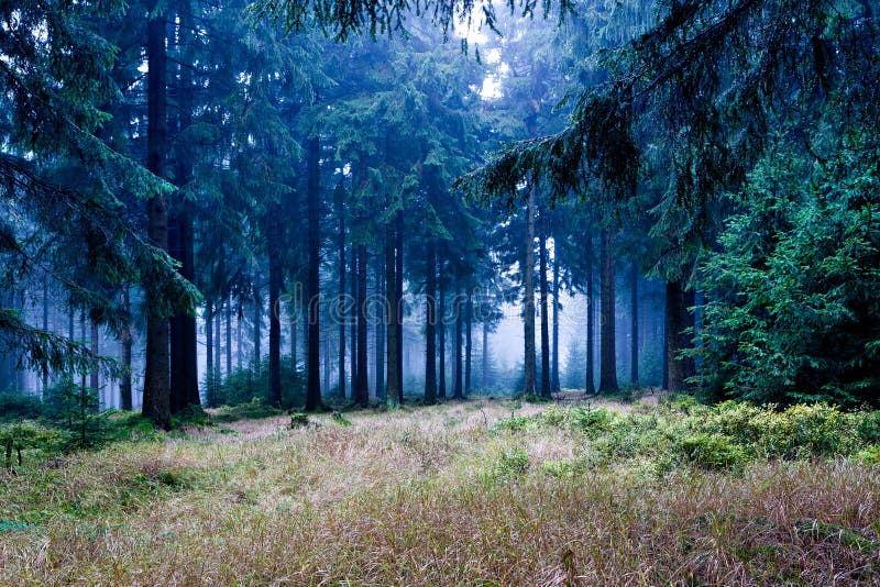 Floresta verde imagem de stock. Imagem de floresta, queda - 22027043