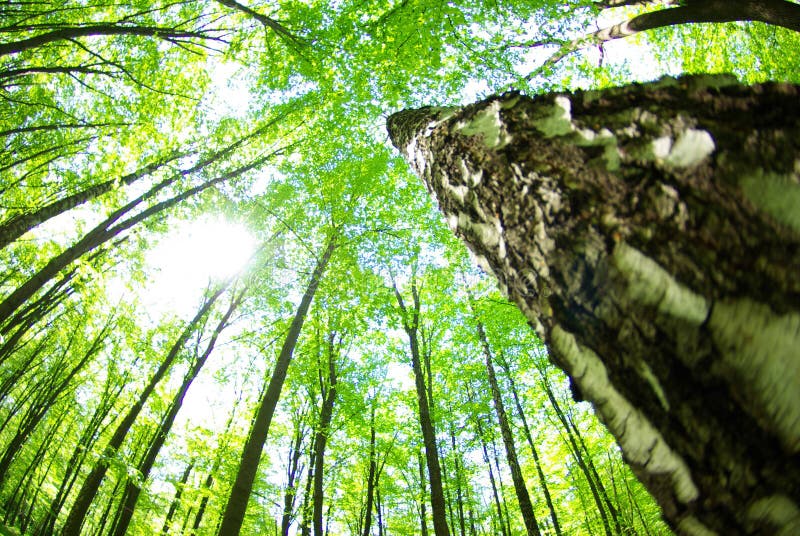 Floresta verde imagem de stock. Imagem de solar, nave - 9254407