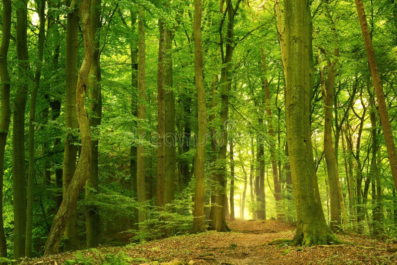 Floresta verde no verão imagem de stock. Imagem de verão - 25714027