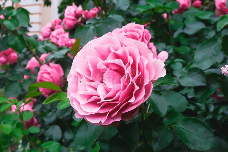 Floribunda Rose in the Garden Stock Image - Image of garden, floribunda ...
