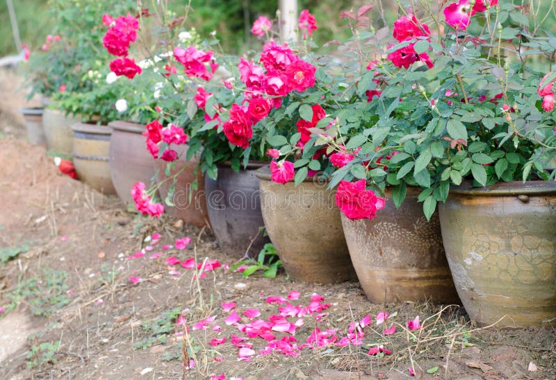 Floribundas Rose Pot Stock Photos - Free & Royalty-Free Stock Photos ...