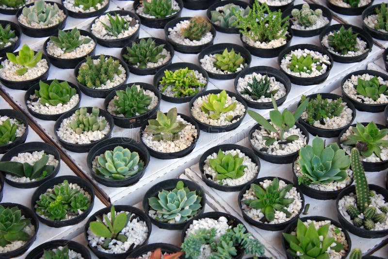 Floriculture stock photo. Image of ornamental, flower - 23526662