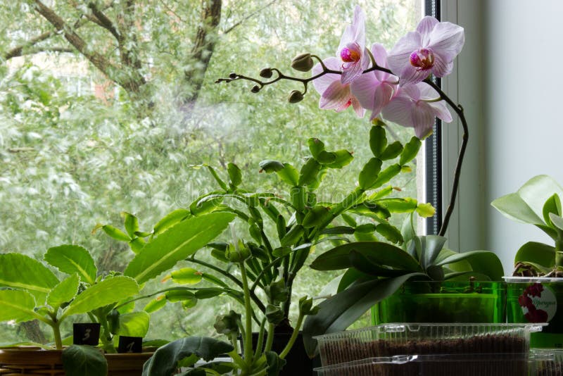 Floriculture on the Windowsill Stock Photo - Image of bloom, houseplant ...