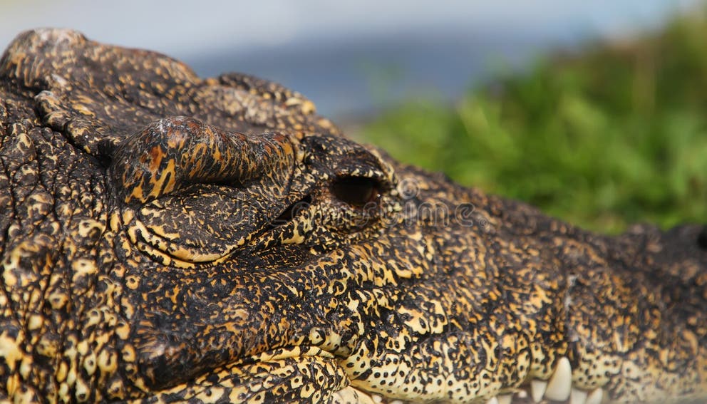 Florida Aligators Crocodiles Everglades Stock Image - Image of wildlife ...
