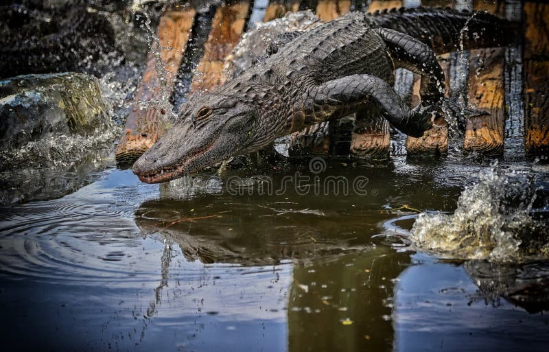 Florida Alligator Springt in Water Stock Afbeelding - Image of leven ...