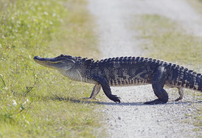Florida Alligator Walking stock image. Image of predator - 67728897