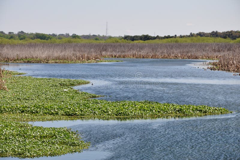 Flatwoods Florida sosna zdjęcie stock. Obraz złożonej z ameryka - 19203314