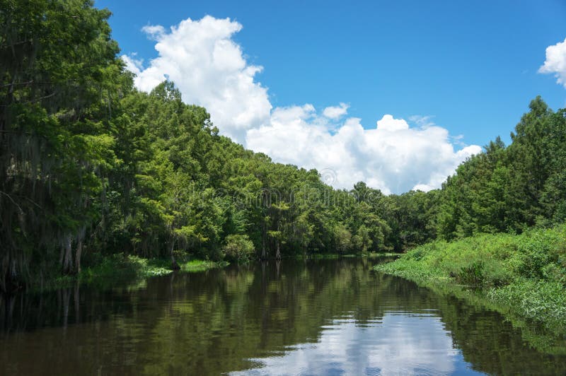Florida-Sumpflandschaft Mit Zypresse Stockbild - Bild von betriebe ...