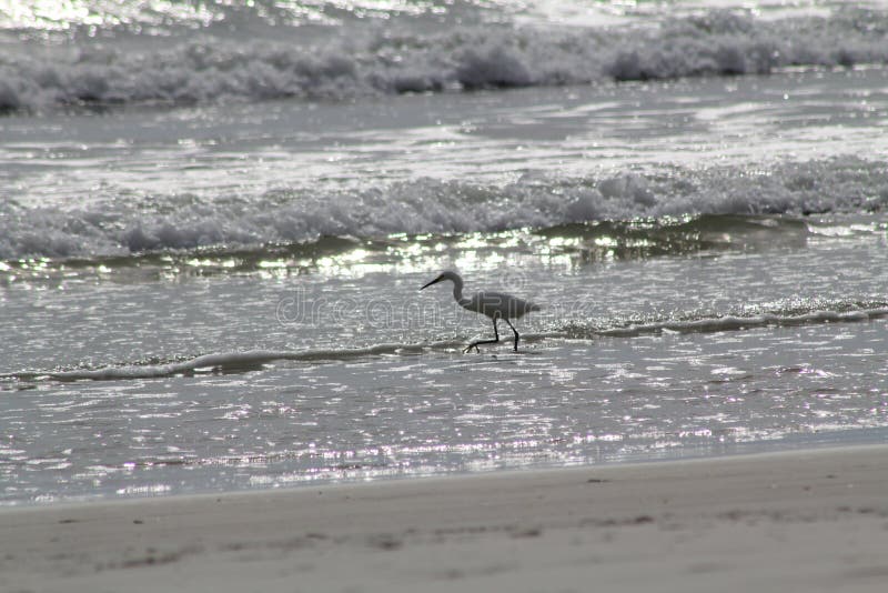 Florida beach bird stock image. Image of vacation, summer - 53360585