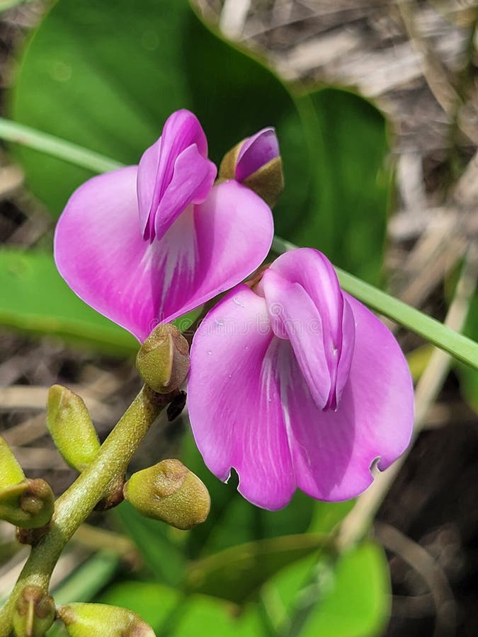 Florida Beach Dune Flower Purple Stock Photo - Image of produce, petal ...