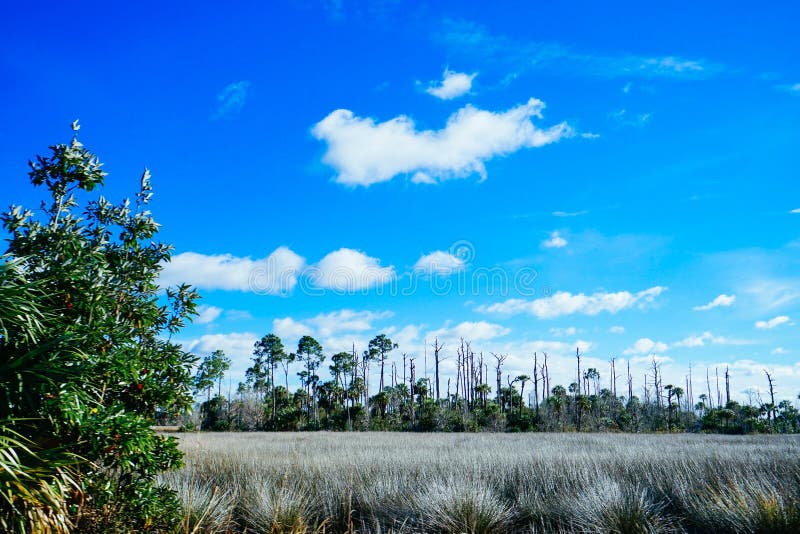 Florida beach and swamp stock image. Image of holiday - 181573415