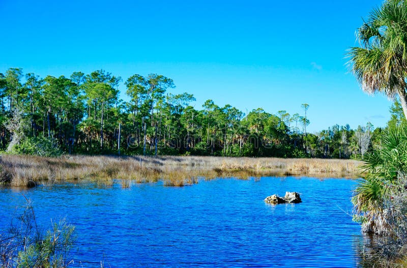 Florida beach and swamp stock photo. Image of hunt, house - 181573666