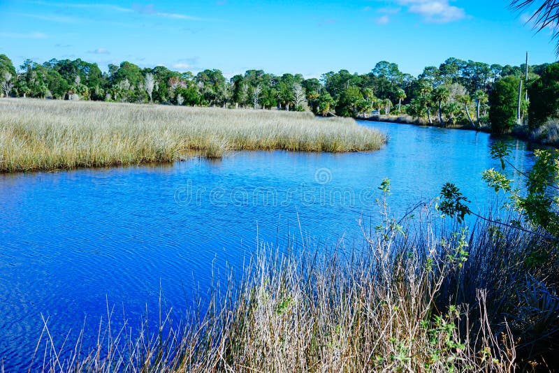 Florida beach and swamp stock image. Image of lake, clean - 181573741