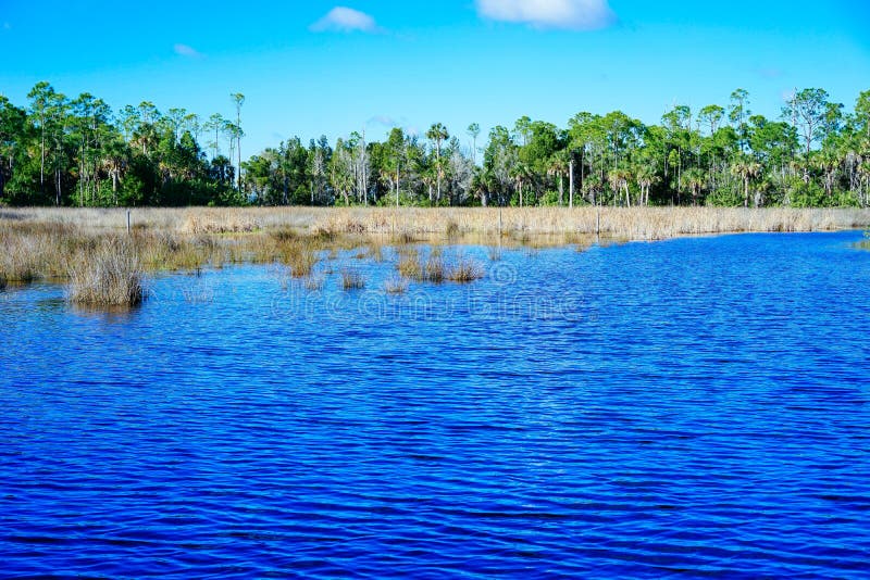 Florida beach and swamp stock photo. Image of cloud - 181573750