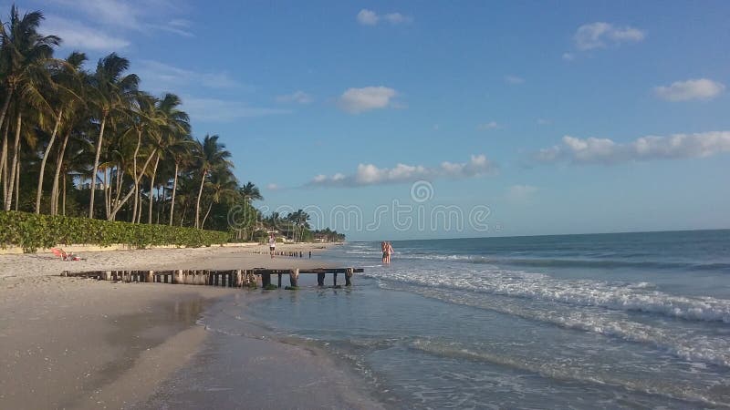Florida beach scene stock photo. Image of beach, palms - 91574056