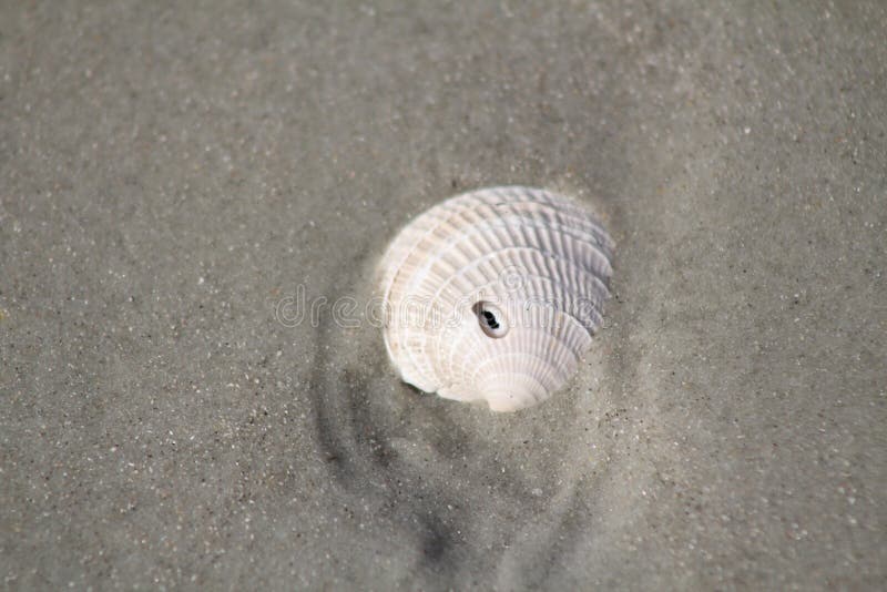 Florida beach shell stock image. Image of relax, design - 53360441