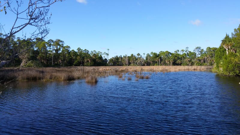Florida beach tree stock photo. Image of movement, decoration - 65479318