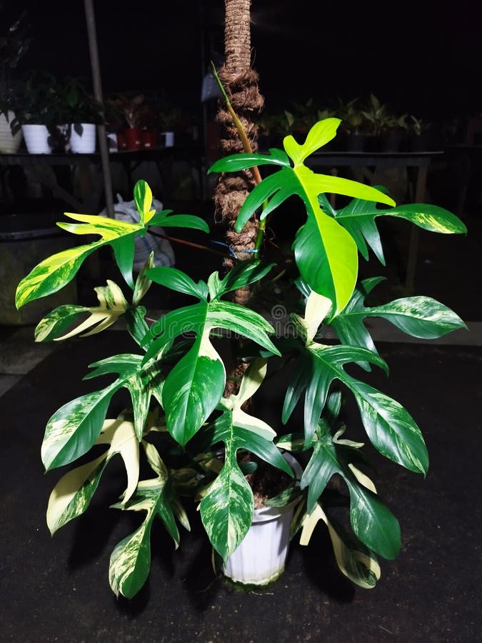 Florida Beauty Variegata Plant Stock Image - Image of beauty, aroid ...