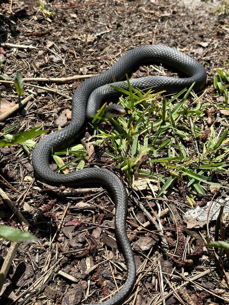 840 Racer Snake Stock Photos - Free & Royalty-Free Stock Photos from ...