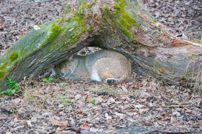 Florida Bobcat stock image. Image of feline, eyes, cute - 240877067