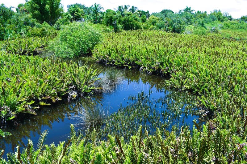Florida botanical gardens stock photo. Image of greenery - 323909076