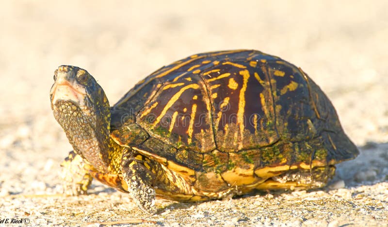 Florida box turtle stock photo. Image of frog, snake - 198528918