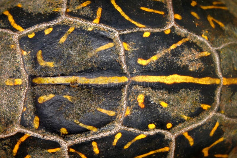 Florida Box Turtle Shell Pattern Stock Image - Image of creature ...