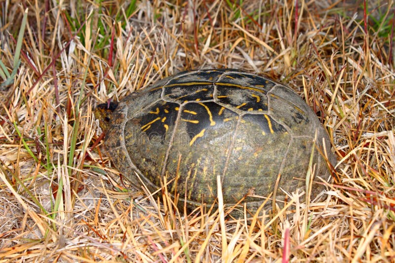 Florida Box Turtle (Terrapene Carolina Bauri) Stock Image - Image of ...