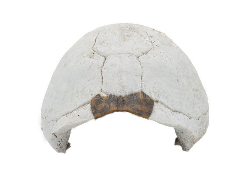 195 Box Turtle Shell Pattern Stock Photos - Free & Royalty-Free Stock ...