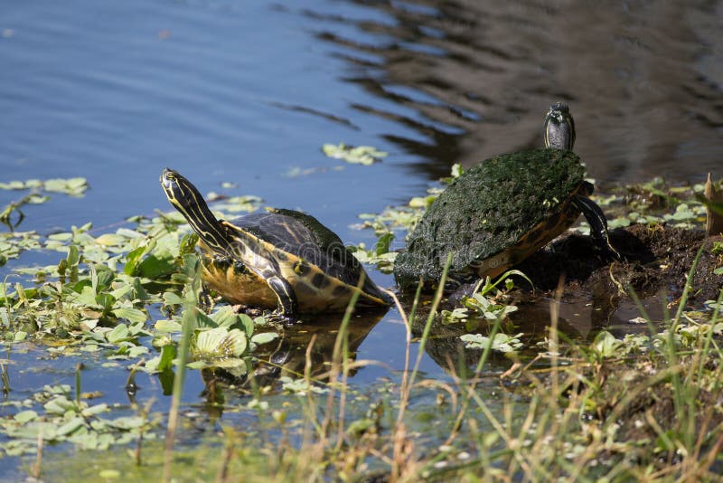 Florida Box Turtles in Marsh Stock Photo - Image of turtle, exotic ...
