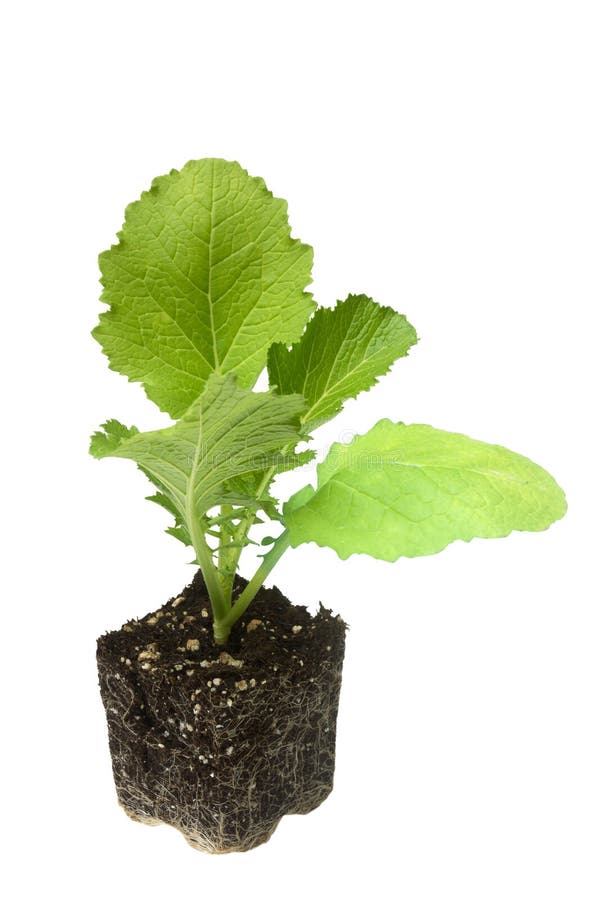 Florida Broadleaf (mustard Green) Seedling Ready for Planting in Stock ...