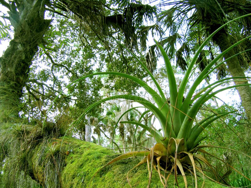 Florida bromeliad stock photo. Image of moss, palm, palmetto - 4151166