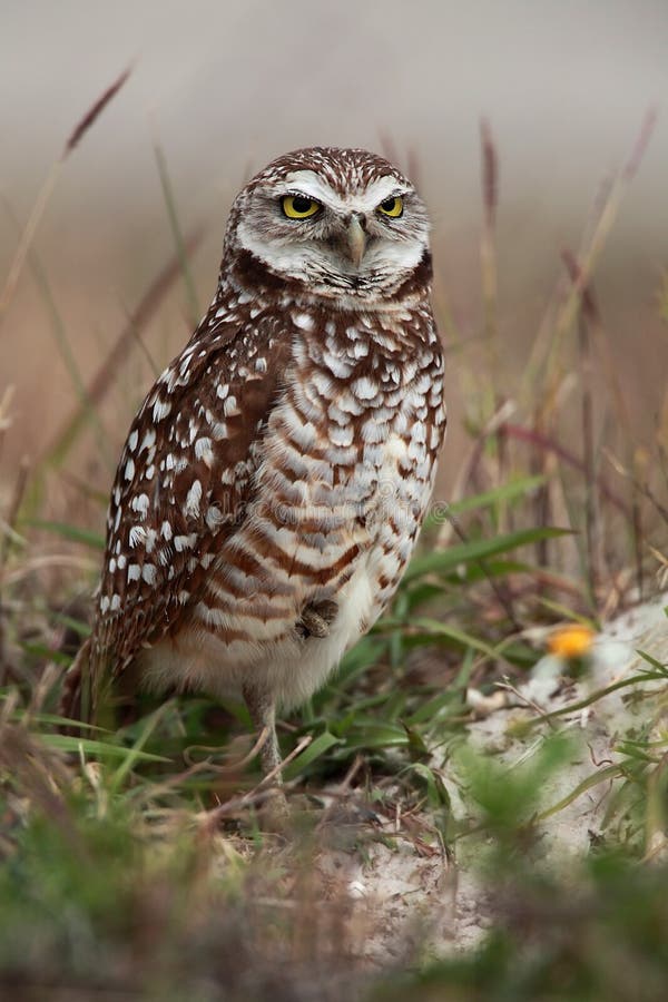 Florida Burrowing Owl stock image. Image of looking, florida - 16712157