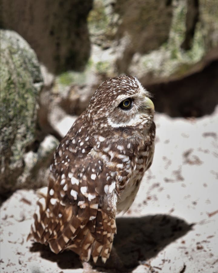 Florida Burrowing Owl Standing on Ground Stock Photo - Image of bird ...