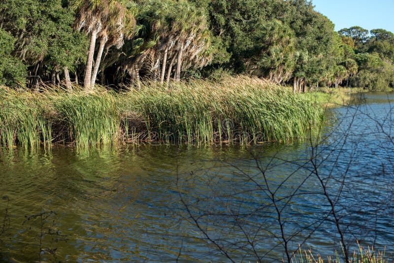 Florida Cattails stock photo. Image of fresh, palm, river - 64363326