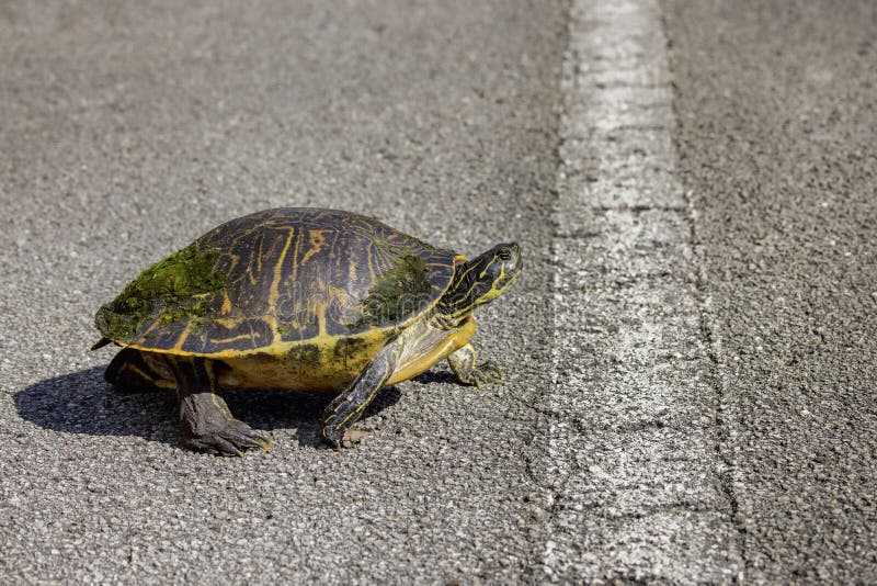 Florida Chicken Turtle Resting on a Tree Limb Over Water Stock Photo ...