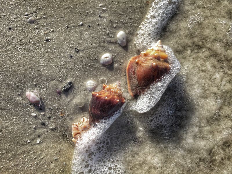 Florida Conch Shells stock photo. Image of shore, bubbles - 67227218