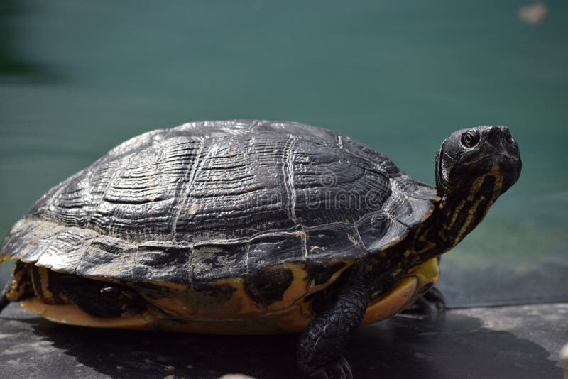 Florida stock image. Image of animal, ocala, turtle, basking - 65486379