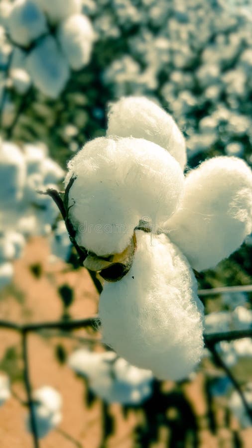 Florida Cotton Fields stock photo. Image of white, cotton - 170880426