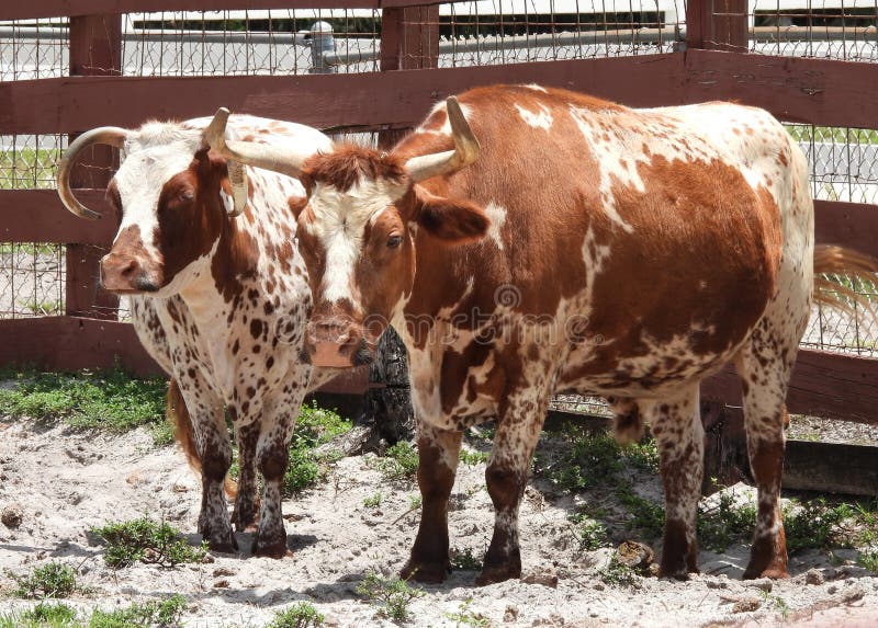 Florida Cracker Cattle (Bos Taurus) Stock Image - Image of spotted ...