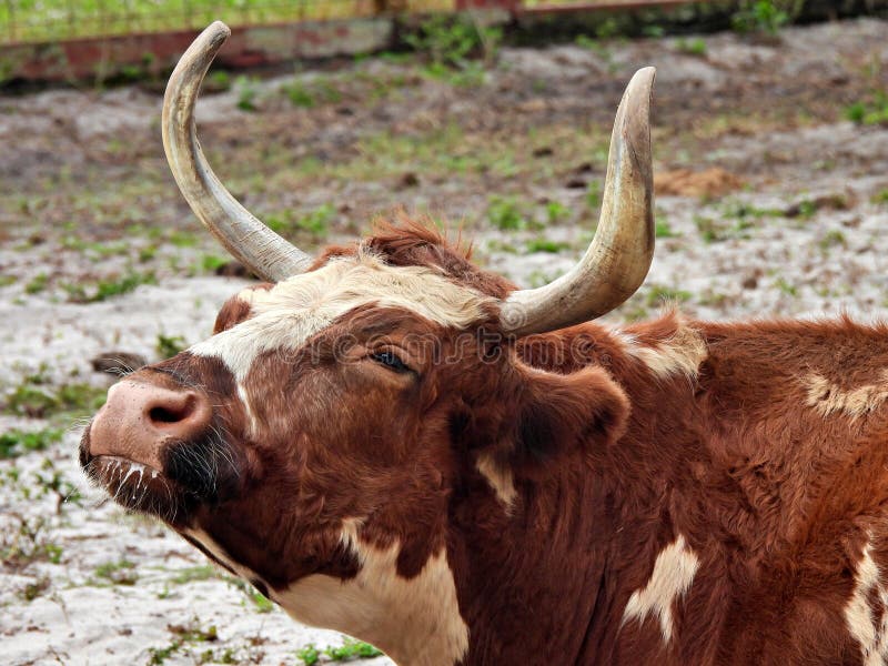 Florida Cracker Cattle (Bos Taurus) Stock Image - Image of floridausa ...