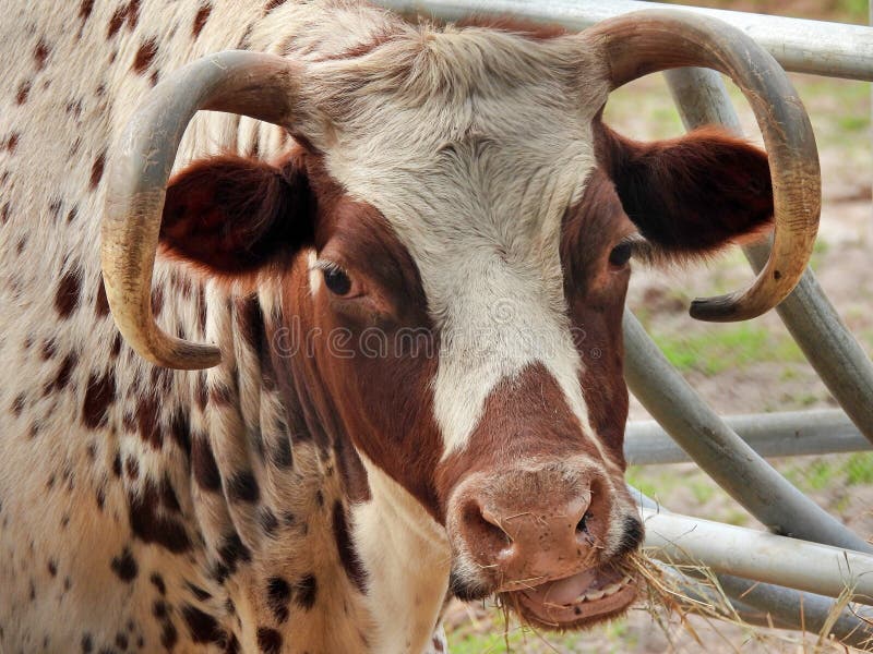Florida Cracker Cattle (Bos Taurus) Stock Image - Image of closeup ...