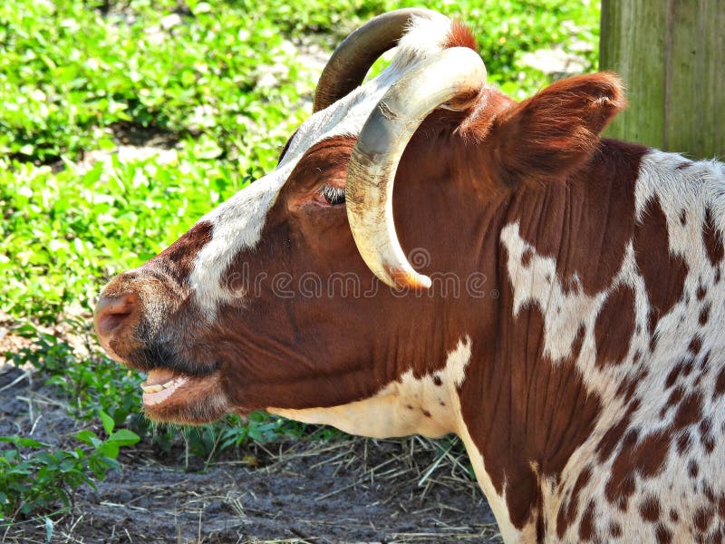 Florida Cracker Cattle (Bos Taurus) Stock Photo - Image of horns, scrub ...
